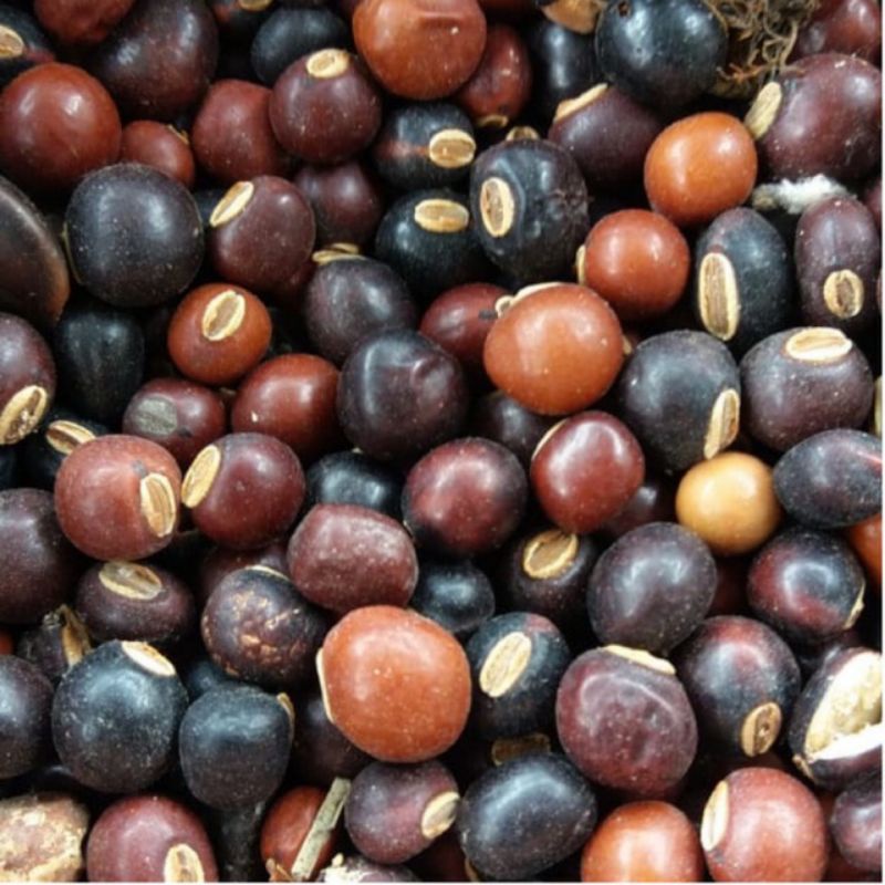 Jual Biji kecipir/BOTOR/CIPIR 1kg(mentah,kering,bersih) | Shopee Indonesia