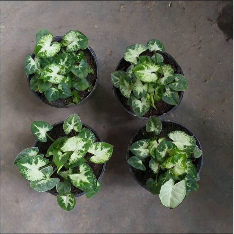 Jual Syngonium Mini Tanaman Hias Hidup Murah Bunga Syngonium Bukan ...