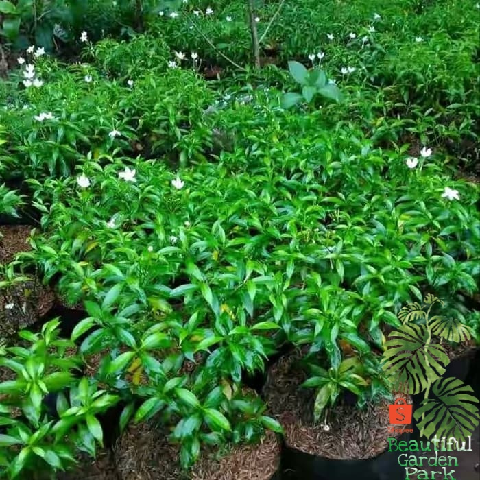 Jual tanaman hias rombosa bunga putih | Shopee Indonesia