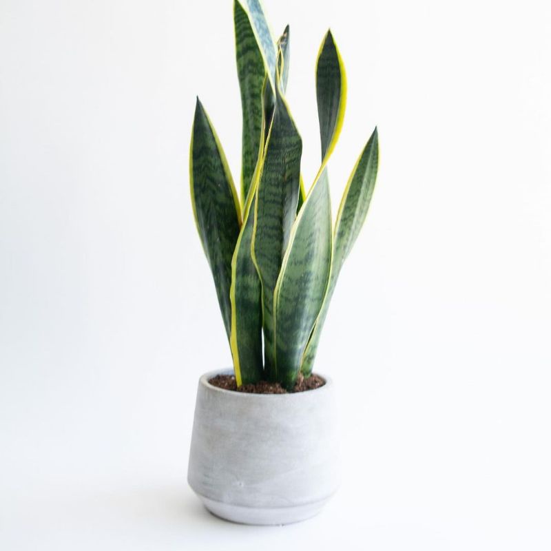 Jual sansiviera / Tanaman Lidah Mertua / sansivera | Shopee Indonesia