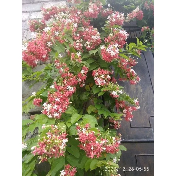 Jual ranting/ batang stek melati belanda bunga tumpuk foto sampul salah ...