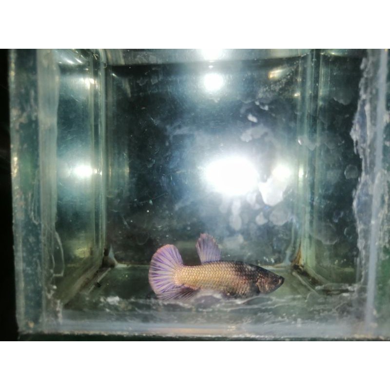 Jual Bahanan avatar copper gold | Shopee Indonesia