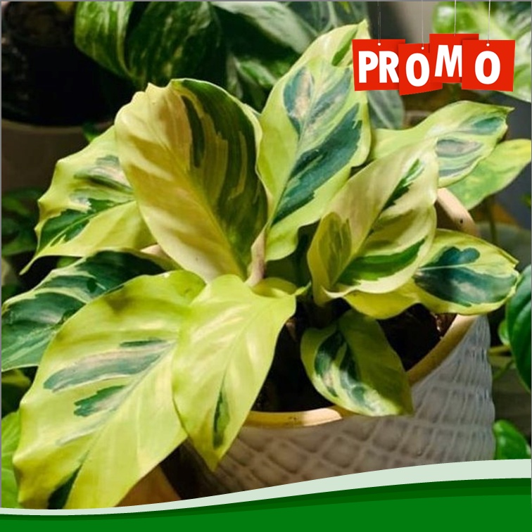 Jual BIG SALE!!! Tanaman hias bunga calathea lemon thai beauty/calatea ...