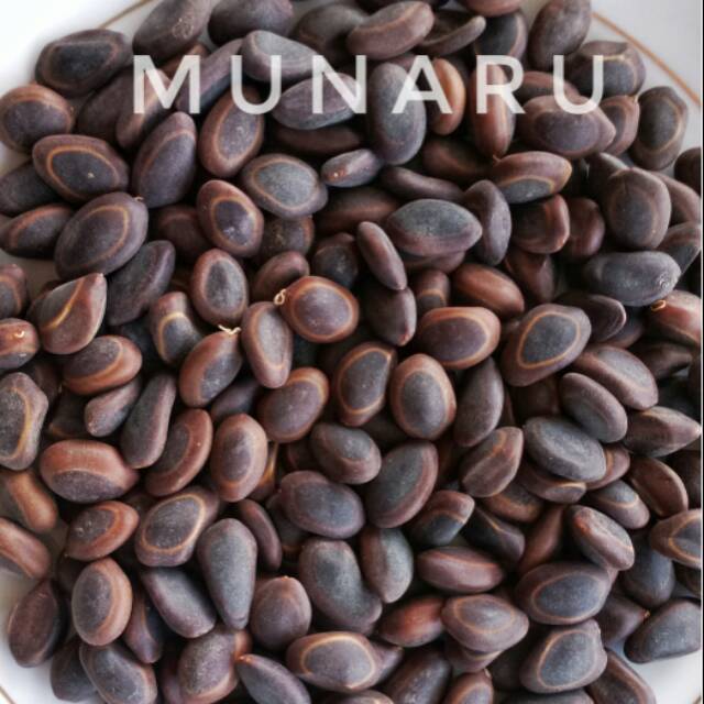 Jual BIJI KEDAWUNG MURNI 250 GR PARKIA ROXBURGHII | Shopee Indonesia