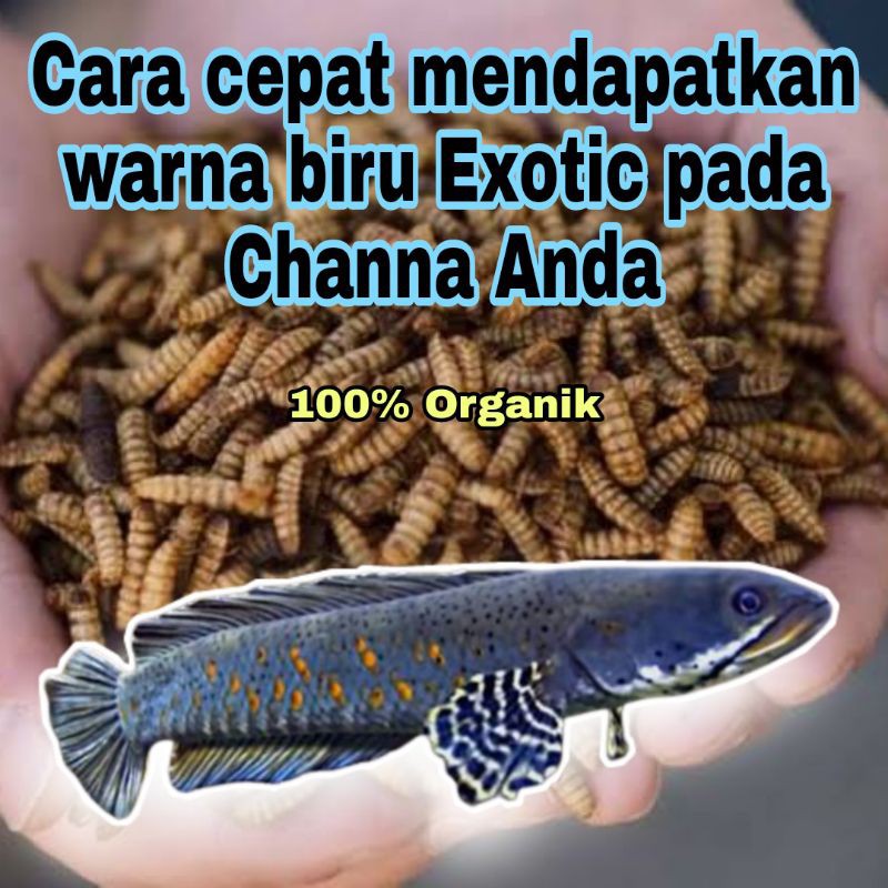 Jual ikan channa chana barca pulchra asiatica maru andrao argus pakan ...