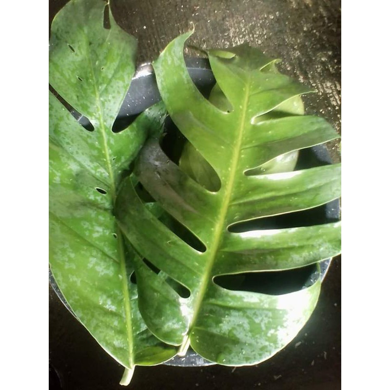 Jual Daun ekor naga/Daun herbal ekor naga | Shopee Indonesia