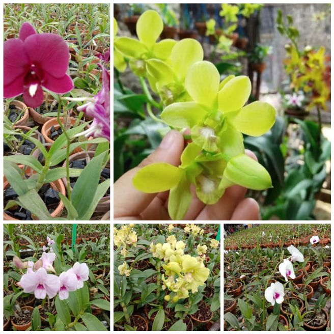 Jual HARGA PROMO Anggrek Dendrobium 5 Paket Murah | Shopee Indonesia