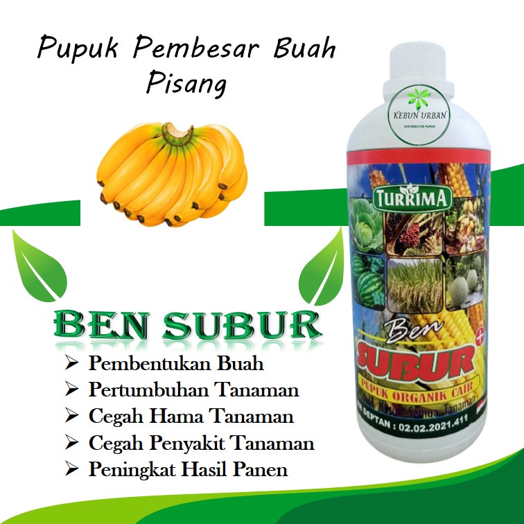 Jual Pupuk Organik Penyubur Pisang, POC BEN SUBUR Pelebat dan Pembesar Buah Pisang, Pupuk Pisang ...