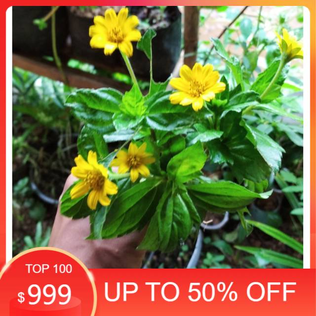 Jual STEK BIBIT BUNGA MATAHARI MINI TANAMAN HIAS BUNGA LEGETAN | Shopee ...