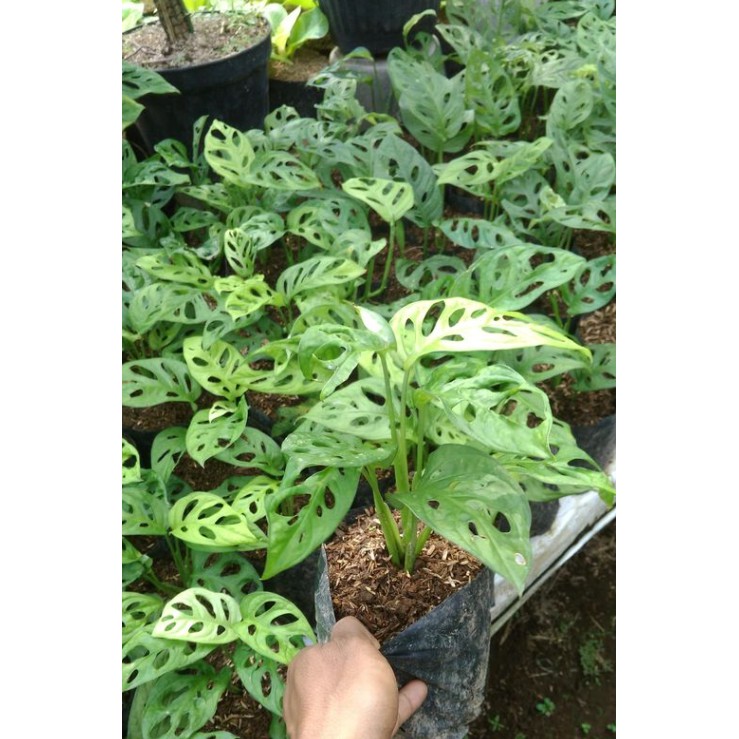 Jual tanaman hias bunga janda bolong cantik terbaik AGRO FARMLAND ...