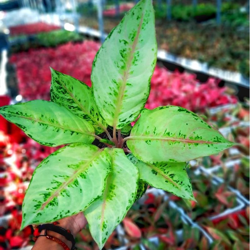 Jual Tanaman Hias bunga Aglonema Frozen murah / aglonema frozen remaja ...