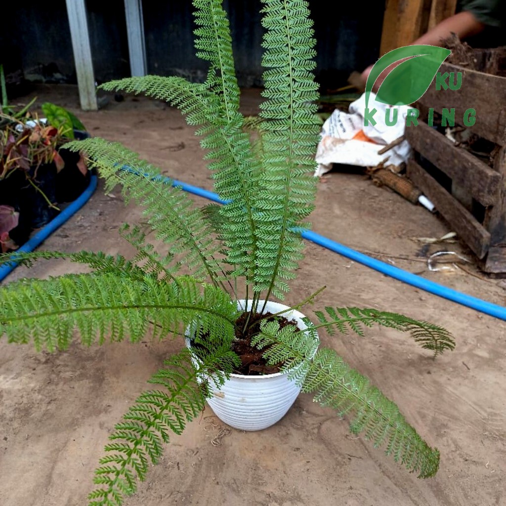 Jual Bibit Tanaman Hias Pakis Leather leaf - pakis papua Langka dan ...