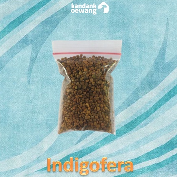 Jual Benih Indigofera Pakan Ternak 300 Biji Lebih Kualitas Super ...
