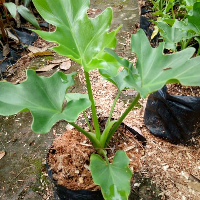 Jual Tanaman hias philo dendrum - pohon philo dendrum tanaman pot ...