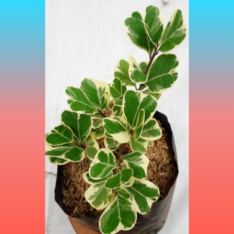 Jual Tanaman hias ficus triangularis varigata/tanaman hias kupu kupu ... Jual Tanaman hias ficus triangularis varigata/tanaman hias kupu kupu ...
