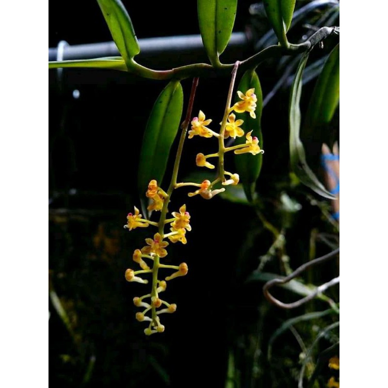 Jual Anggrek mini MALEOLA sp spesies | Shopee Indonesia