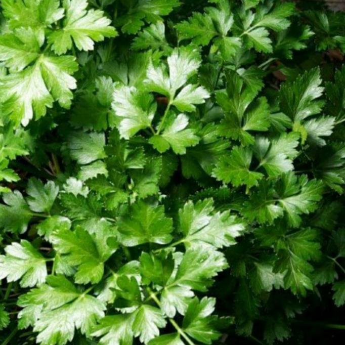 Jual ( 250 Gram ) Benih Daun Ketumbar - Coriander Yansui | Shopee Indonesia