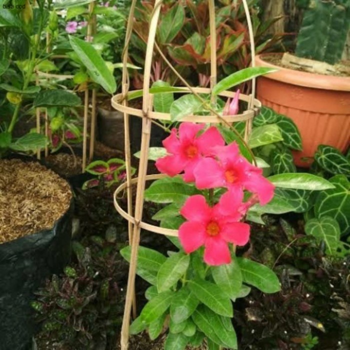 Jual Pohon Alamanda Bunga Merah Tanaman Rambat Pohon Alamanda Merah ...