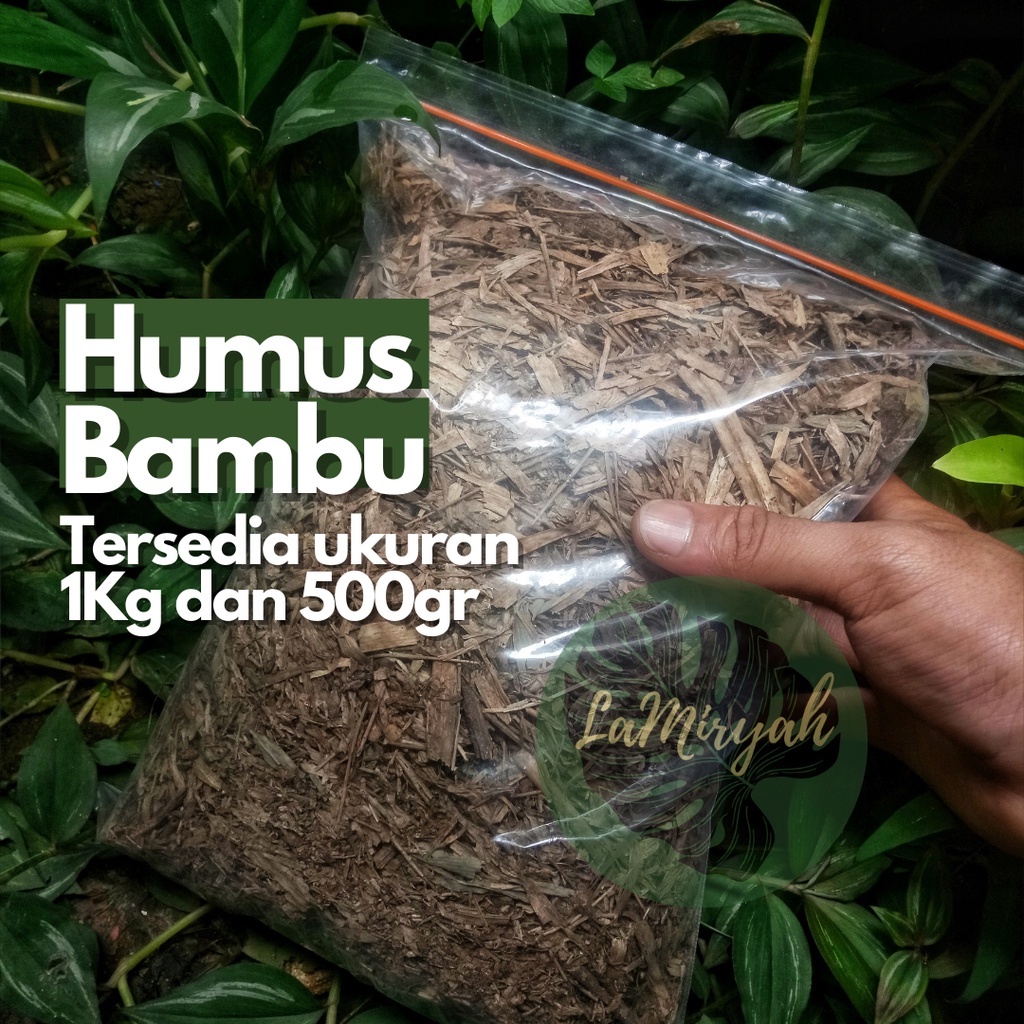 Jual Media Tanam Humus Daun Bambu / Daun Bambu Lapuk / Kompos Daun ...