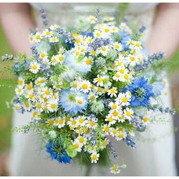 Jual Benih Bunga Jerman Fragrant Chamomile Bunga Kamomil (Isi 10 biji ...