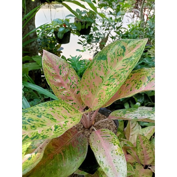 Jual Aglonema Bigroy ( Tanaman Aglo) | Shopee Indonesia