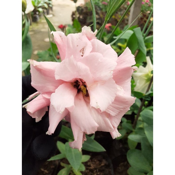 Jual BUNGA LISIANTHUS / EUSTOMA / MAWAR AUSTRALI WARNA BUNGA RANDOM ...