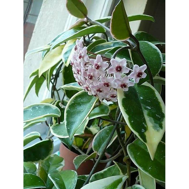 Jual Bibit Benih Biji Bunga Anggrek Hoya Carnosa - Biji Tanaman Pohon ...