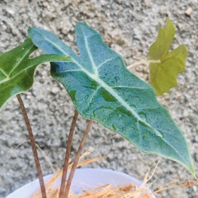 Jual TANAMAN ALOCASIA MINI (Kuping Gajah) | Shopee Indonesia