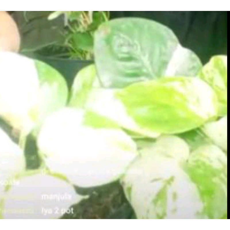 Jual dua tanaman monstera manjula | Shopee Indonesia