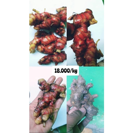 Jual JAHE MERAH KUALITAS SUPER DIJAMIN FRESH 1KG / RED GINGER ORIGINAL ...