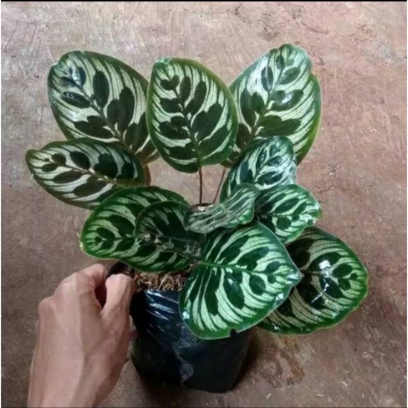 Jual tanaman hias calathea makoyana peacock/kalatea tanaman pot bunga ...