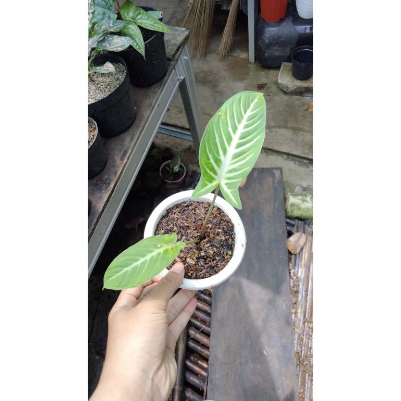 Jual Alocasia Lindeni / Alocasia Antasoma | Shopee Indonesia
