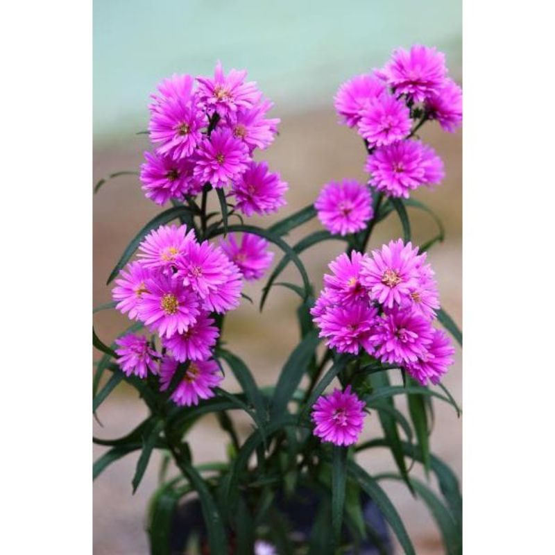 Jual tanaman bibit bunga aster pikok pink | Shopee Indonesia