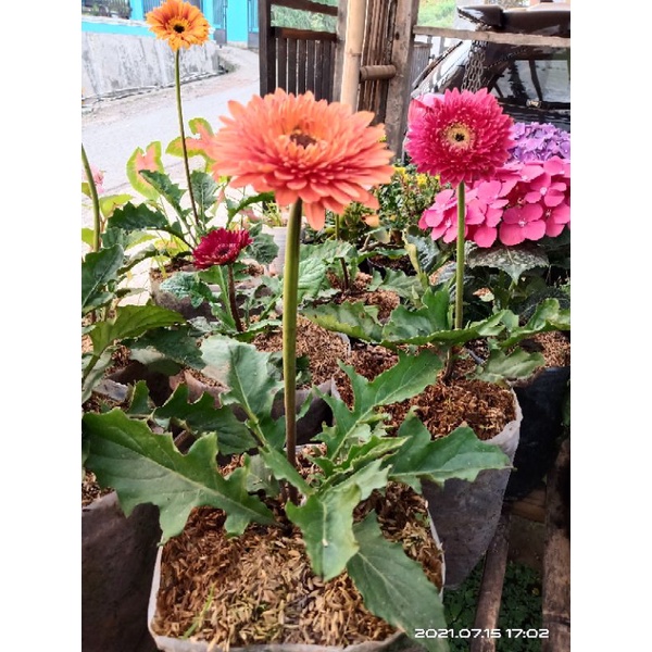 Jual plant gerbera dewasa sudah bunga(warna terbaru) | Shopee Indonesia