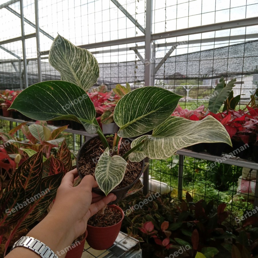 Jual Tanaman Hias Philo Birkin Remaja (L) / Tanaman Hidup | Shopee ...