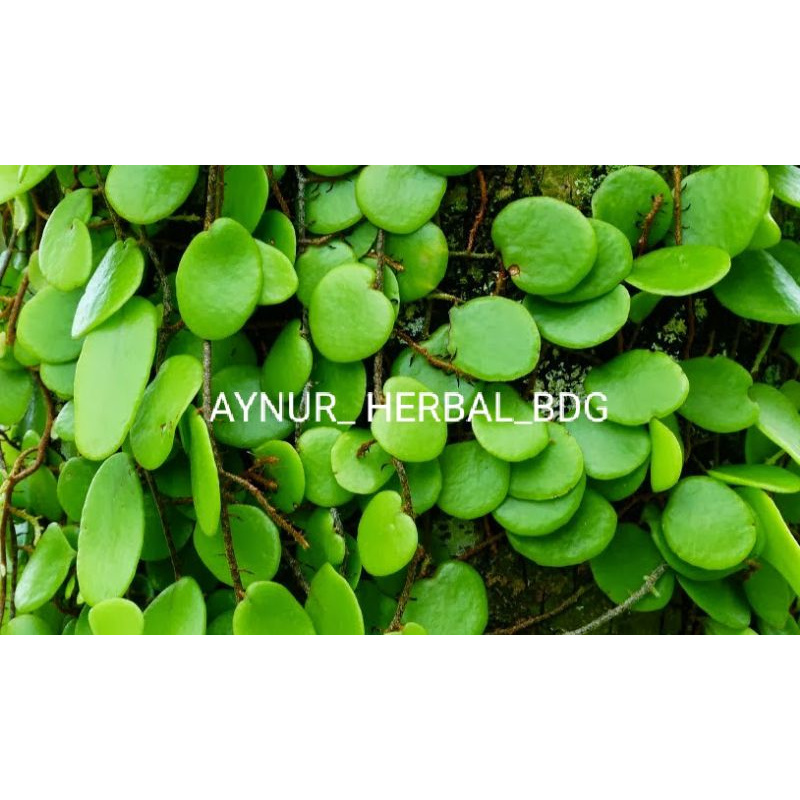 Jual Daun sisik naga atau picisan segar 500 gram | Shopee Indonesia