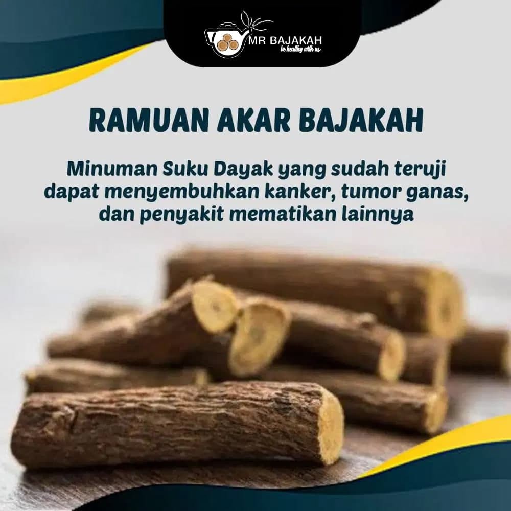 Jual Teh Obat MR BAJAKAH Kayu Bajaka Teh Herbal Asli Kalimantan Bajakah ...