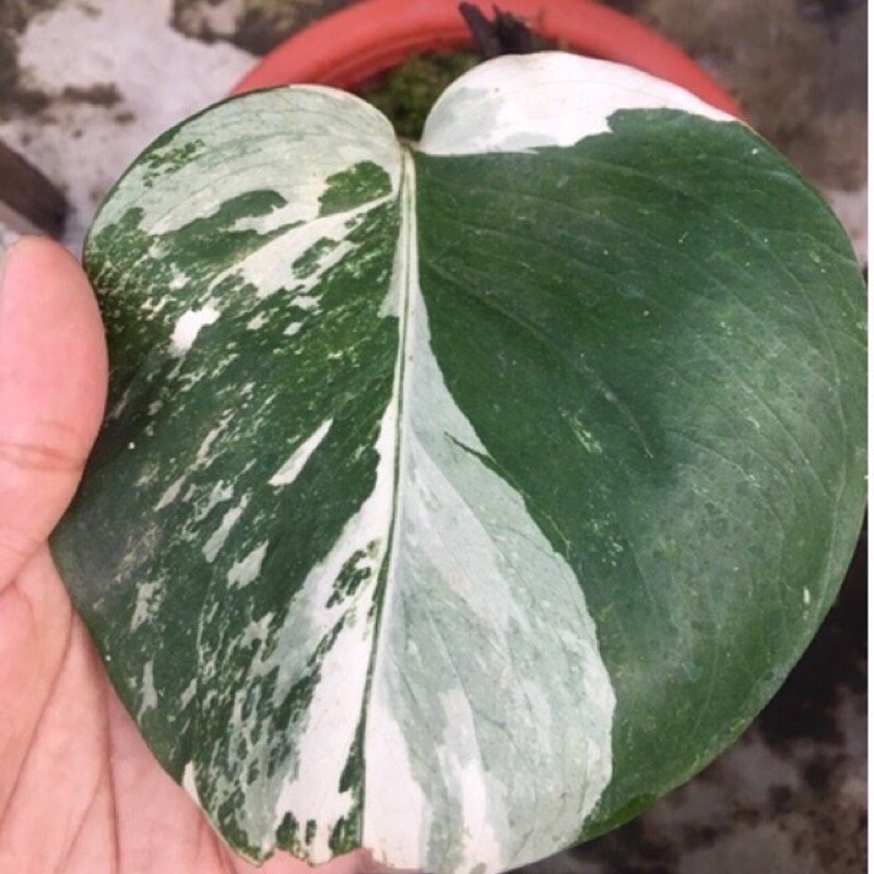 Jual monstera varigata | Shopee Indonesia