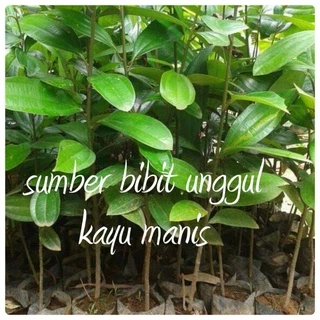 Jual bibit kayu manis Harga Terbaik & Termurah Juni 2025 | Shopee Indonesia