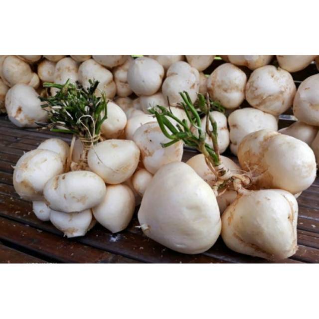 Jual BENGKOANG/BENGKUANG 1KG | Shopee Indonesia