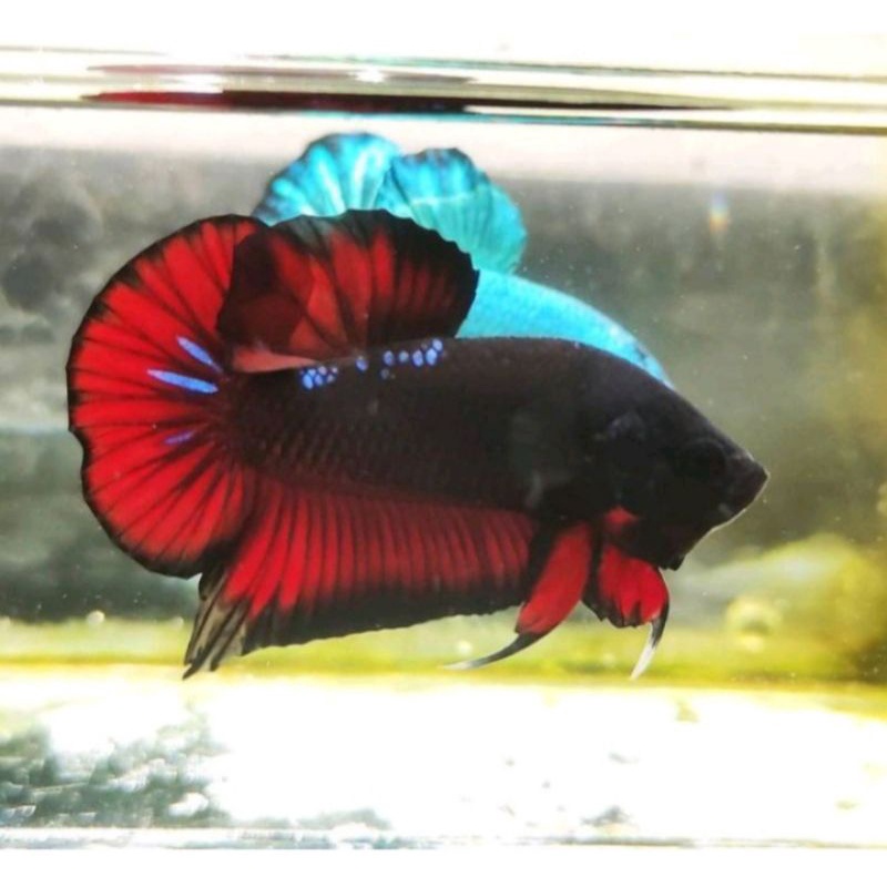 Jual ikan cupang avatar gordon grade A /ikan cupang avatar vampir ...