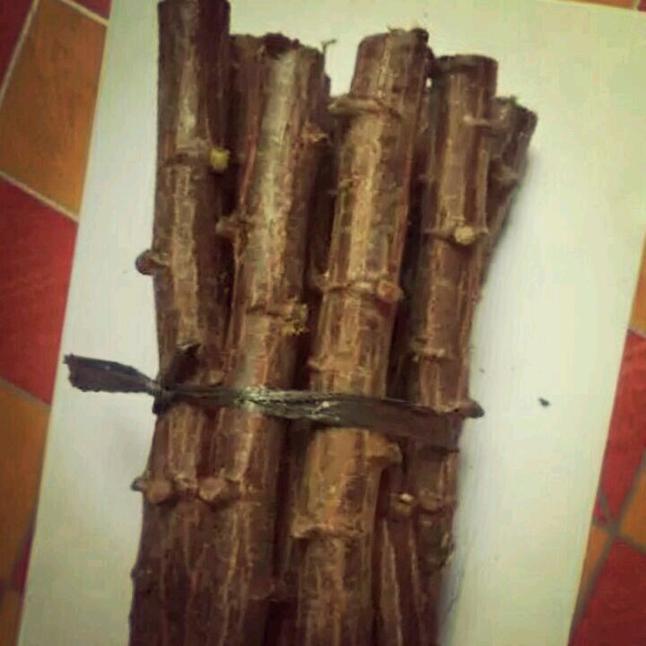 Jual stek batang singkong/batang singkong/ubi kayu/pohon singkong ...