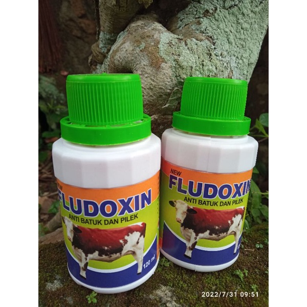 Jual OBAT BATUK FLU KAMBING DAN SAPI FLUDOKXIN UNTUK HEWAN TERNAK ...