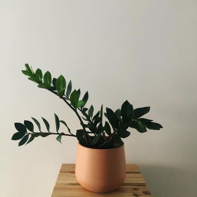 Jual Tanaman bunga Zamioculcas zamiifolia / zamia culcas / zamia kulkas ...