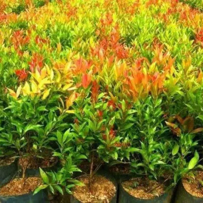 Jual Pucuk Merah(bibit pucuk merah)_Syzygium Paniculatum | Shopee Indonesia
