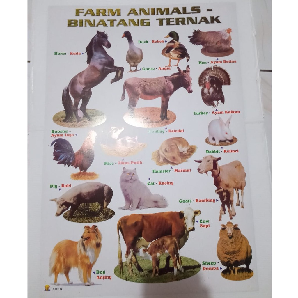 Jual Poster Tema Hewan - Hewan Ternak | Shopee Indonesia