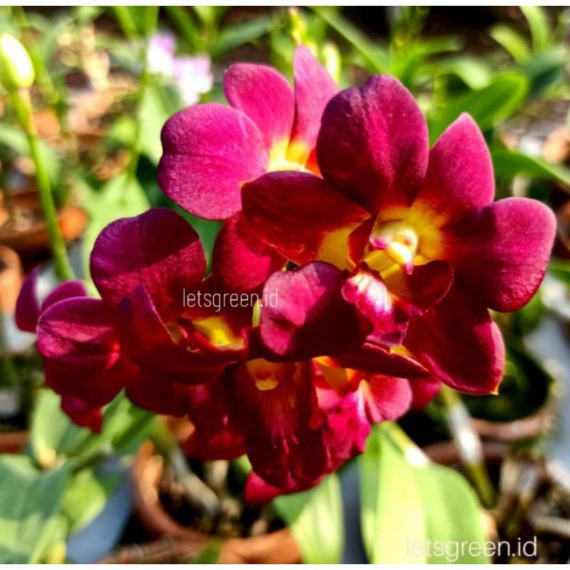 Jual Seedling Anggrek Dendrobium Morning Sun | Shopee Indonesia