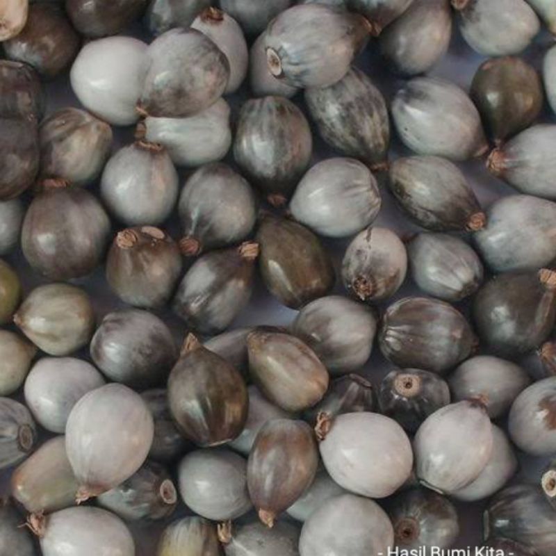 Jual Bibit Jali Enjelai Jelai 100 Biji Poaceae Coix lacryma jobi ...