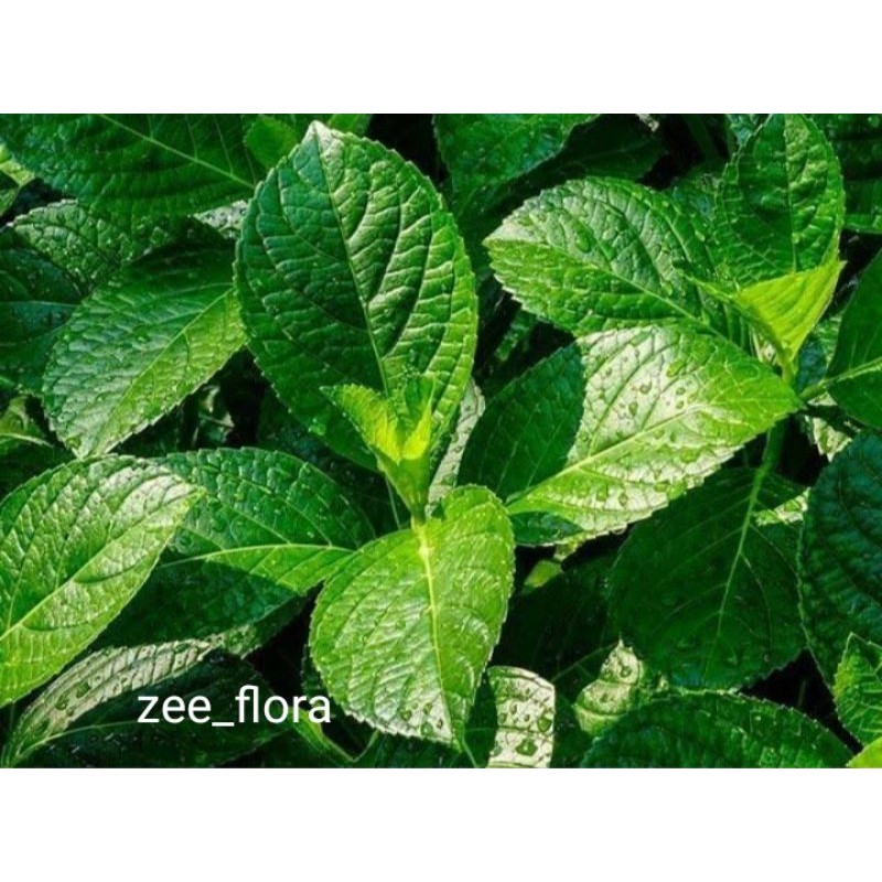 Jual daun kaca beling segar herbal/250gram | Shopee Indonesia