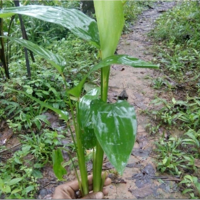 Jual bibit umbi garut irut angkrik | Shopee Indonesia
